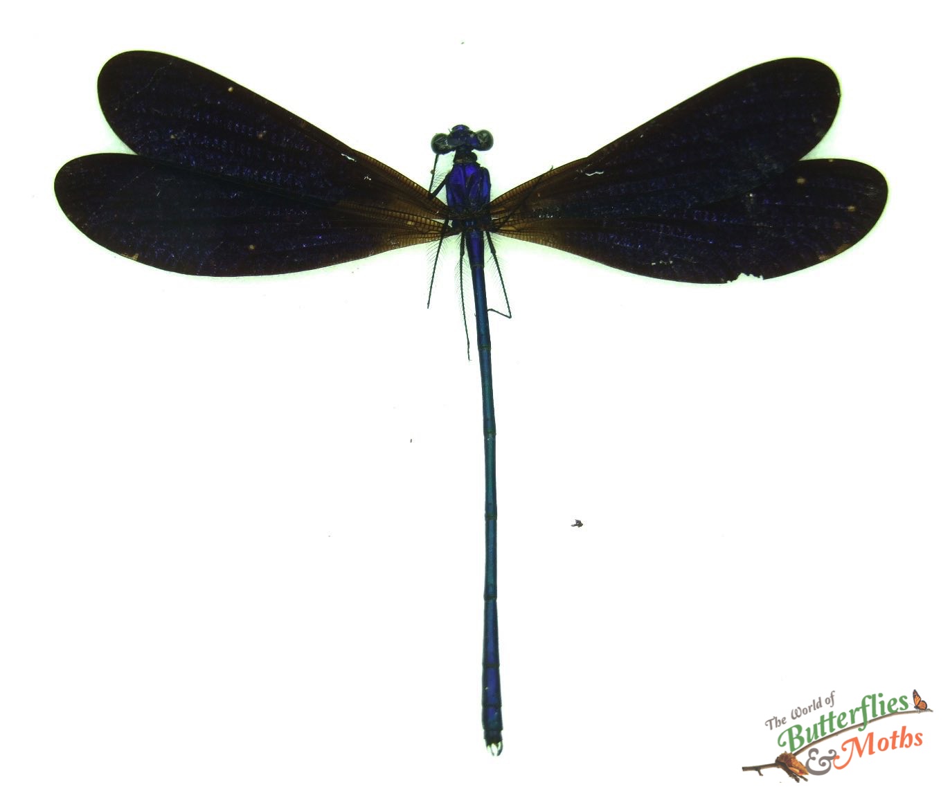 Vestalis luctuosa Damselfly Indonesia - World of Butterflies and Moths
