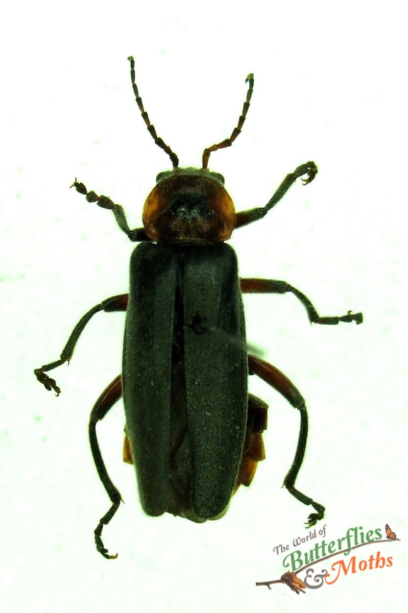 Cantharis rustica Soldier Beetle England (pack of 2) - World of ...