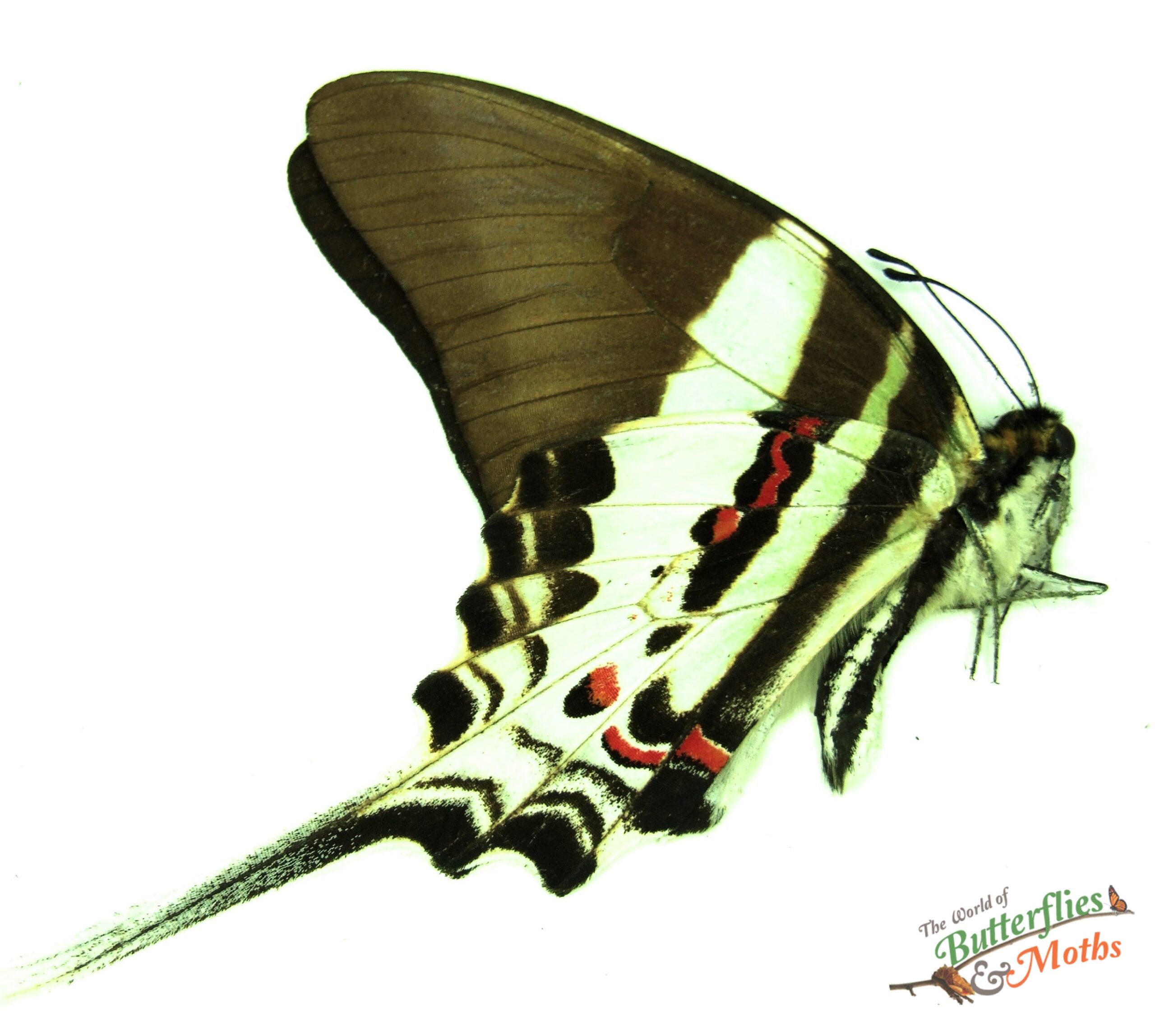 Graphium dorcus Buton SULAWESI - World of Butterflies and Moths