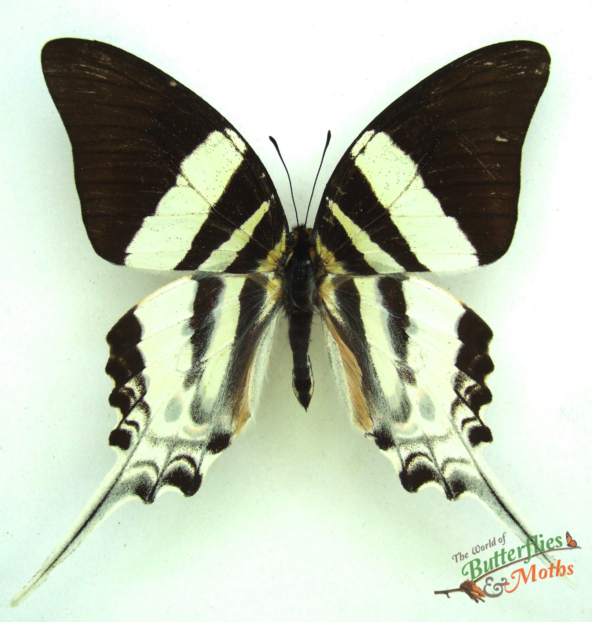 Graphium dorcus Buton SULAWESI - World of Butterflies and Moths