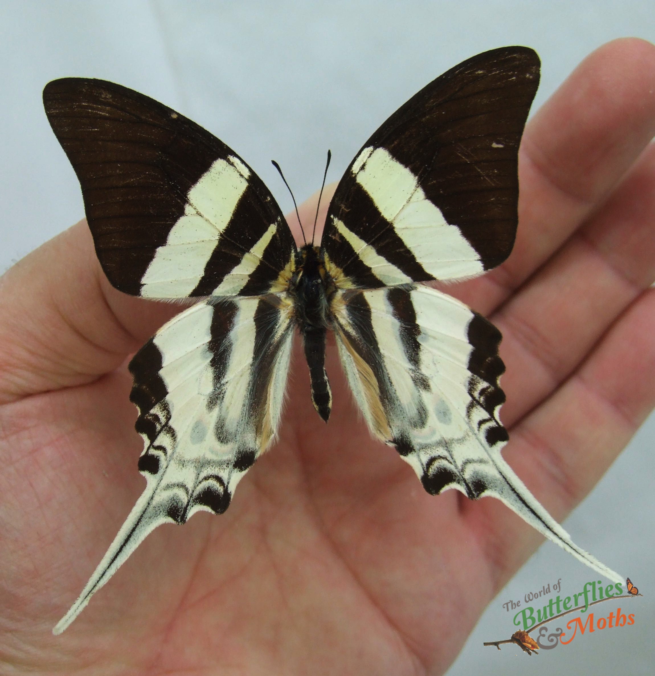 Graphium dorcus Buton SULAWESI - World of Butterflies and Moths