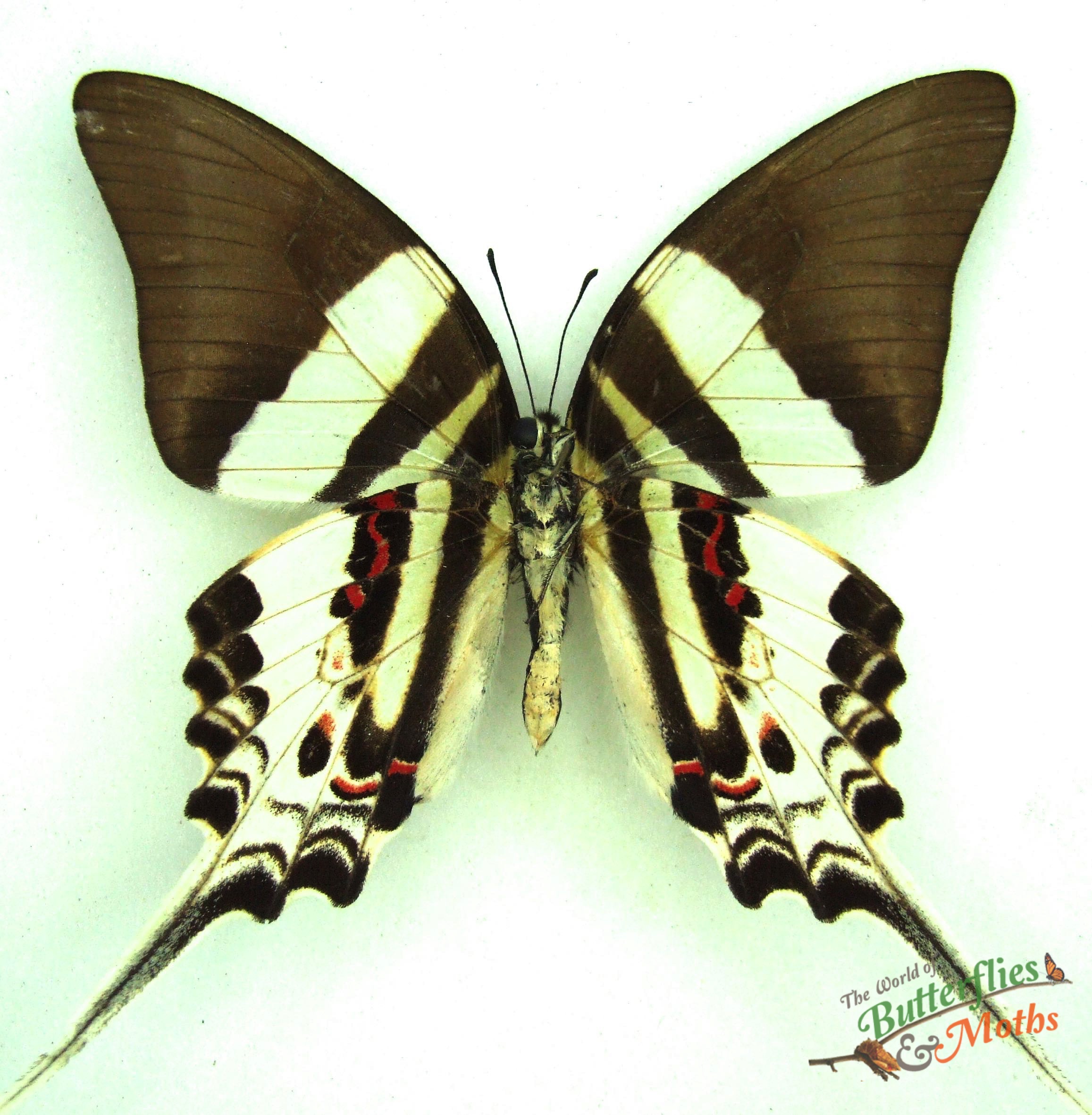Graphium dorcus Buton SULAWESI - World of Butterflies and Moths