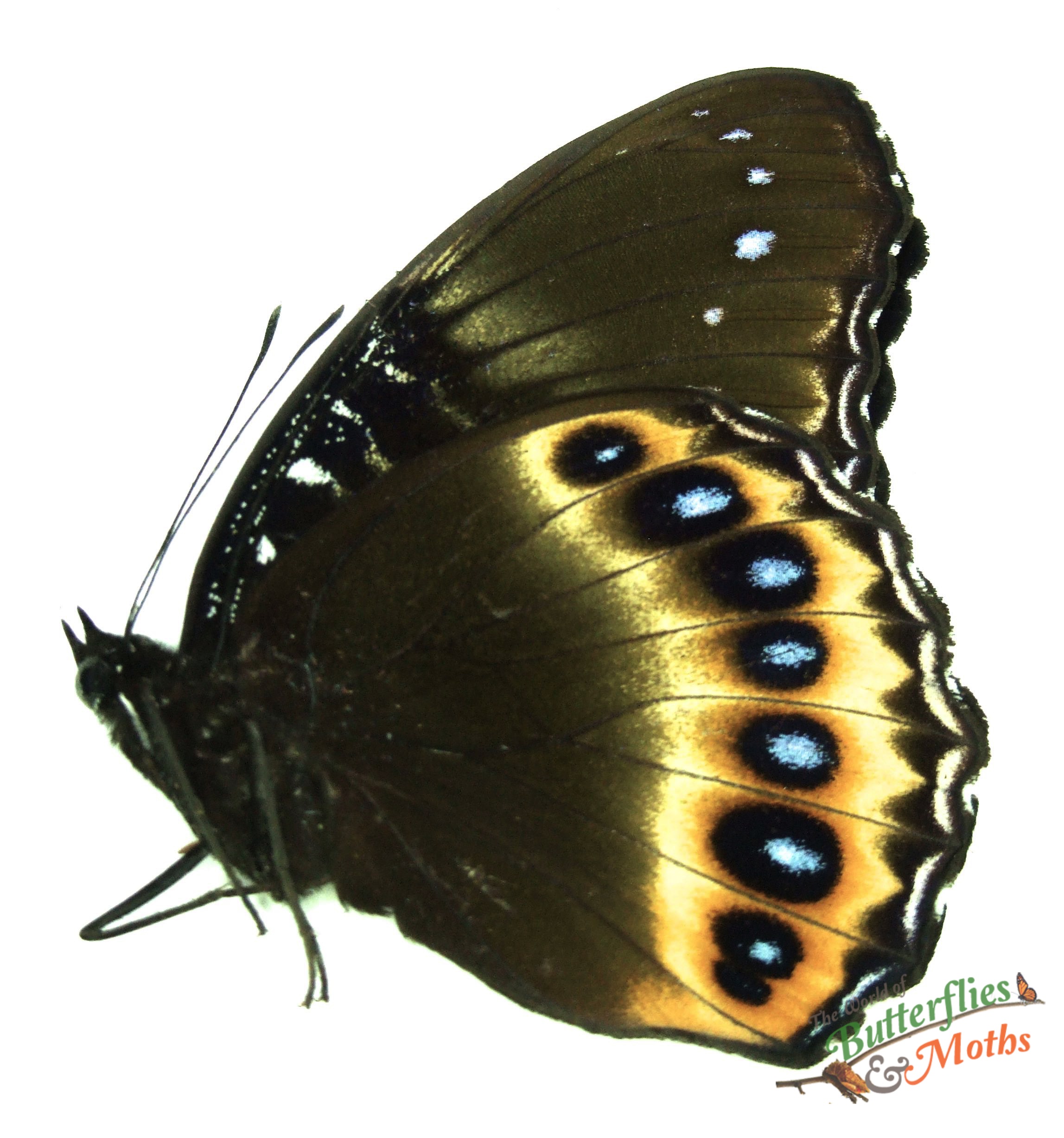 Hypolimnas pandarus AMBON - World of Butterflies and Moths