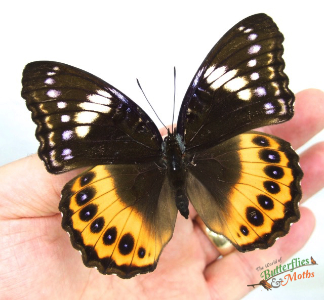 Hypolimnas pandarus AMBON - World of Butterflies and Moths