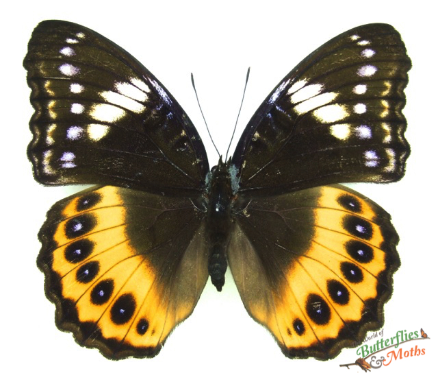 Hypolimnas pandarus AMBON - World of Butterflies and Moths