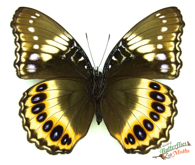 Hypolimnas pandarus AMBON - World of Butterflies and Moths