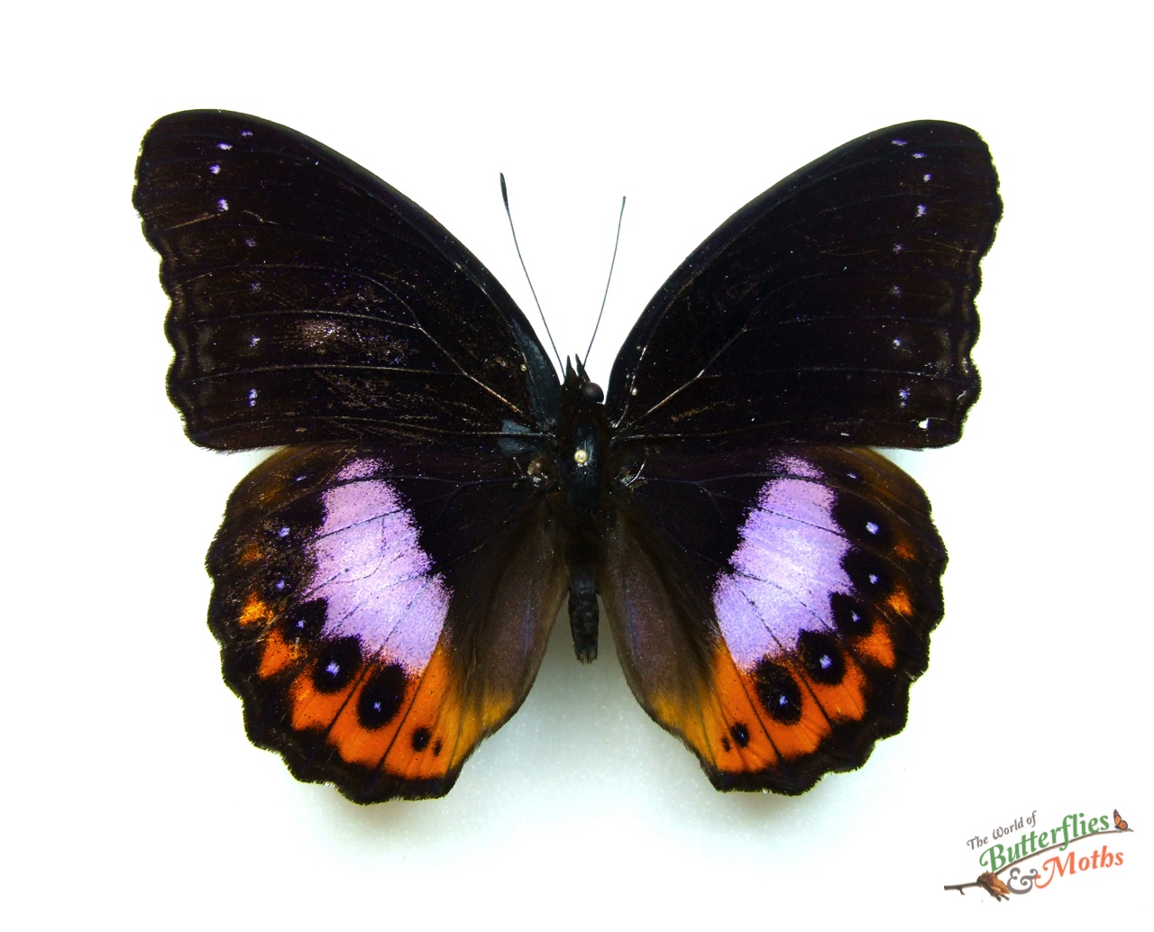 Hypolimnas pandarus AMBON - World of Butterflies and Moths