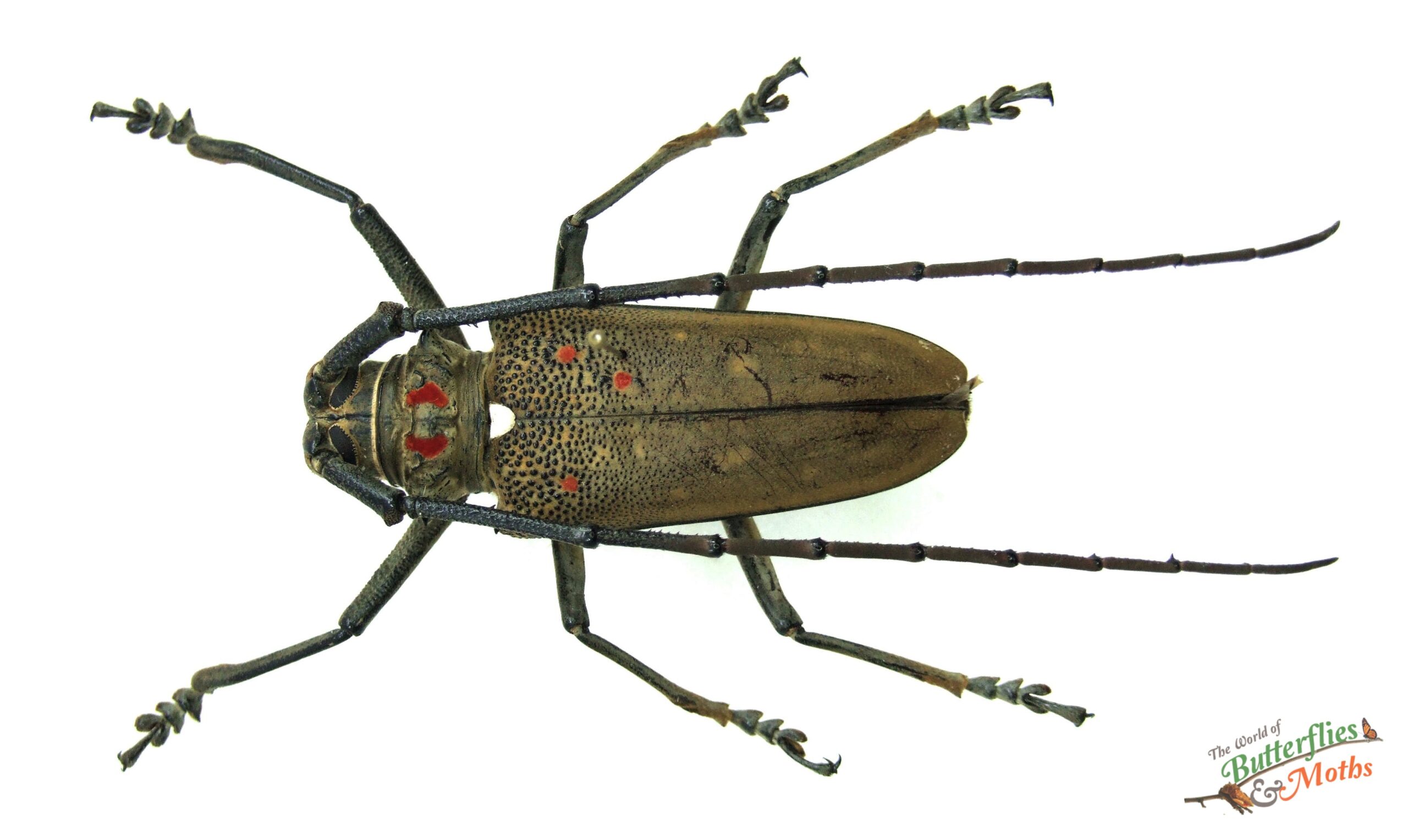 Batocera rufomaculata THAILAND - World of Butterflies and Moths