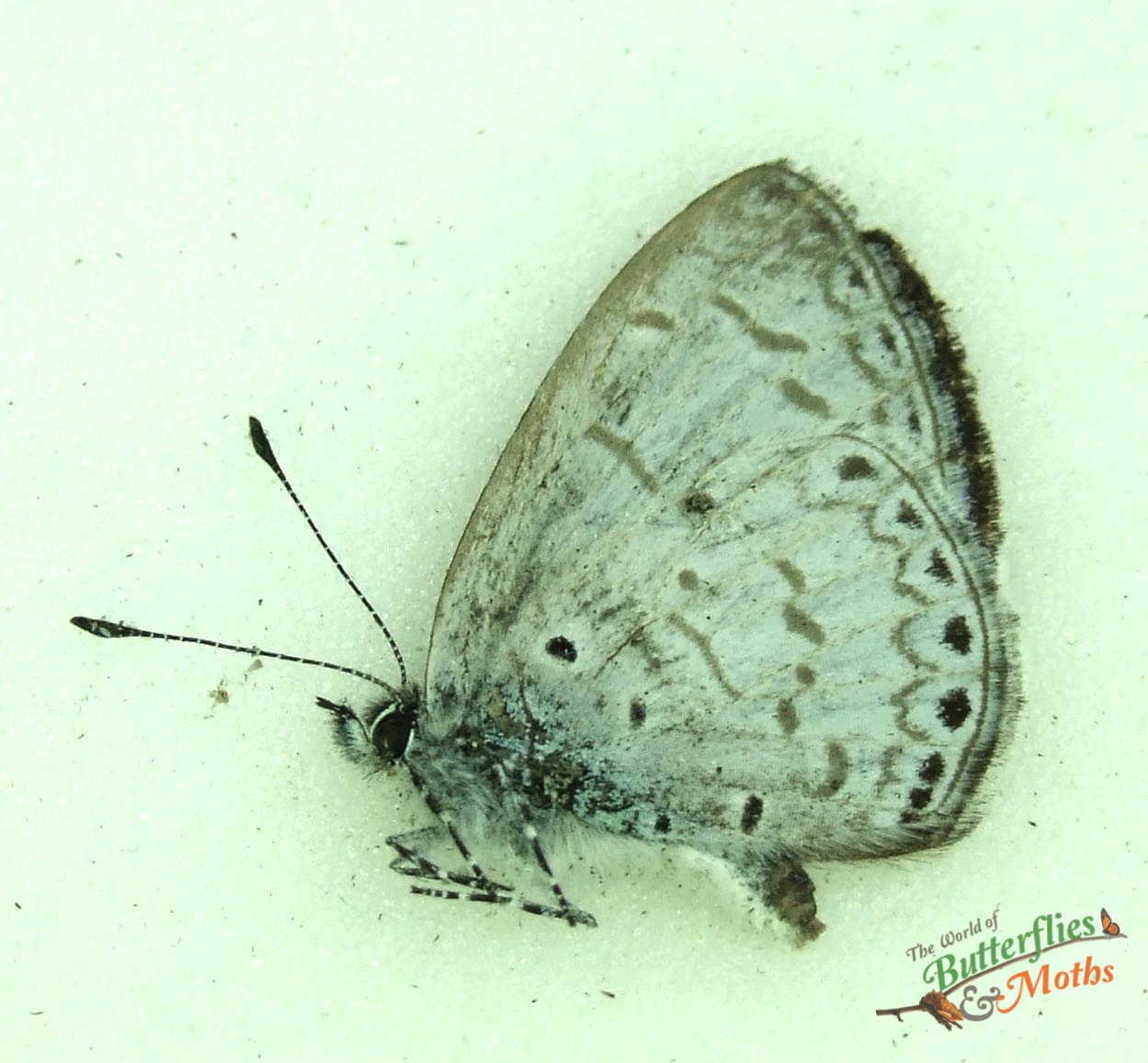 Celastrina philippina SULAWESI - World of Butterflies and Moths