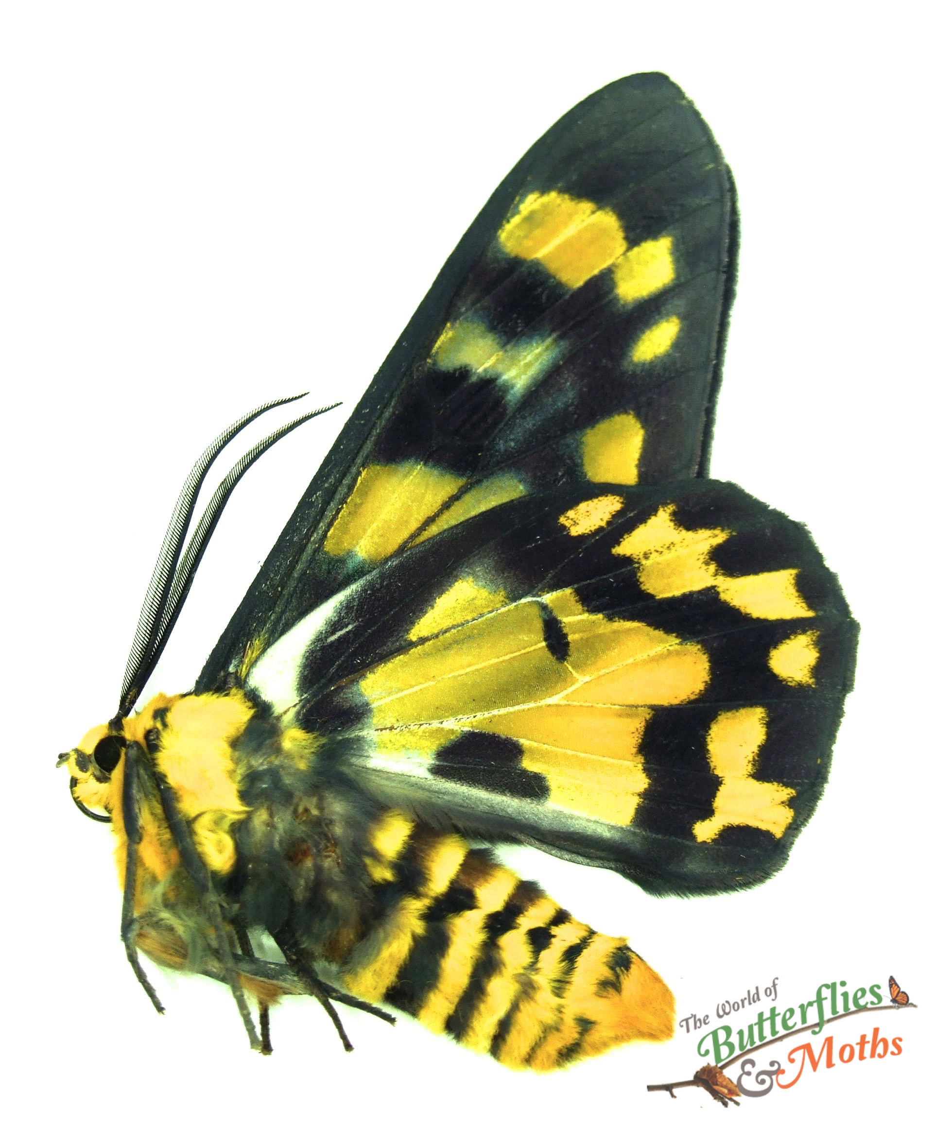 Dysphania numana Ambon SERAM - World of Butterflies and Moths