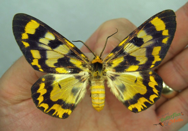 Dysphania numana Ambon SERAM - World of Butterflies and Moths