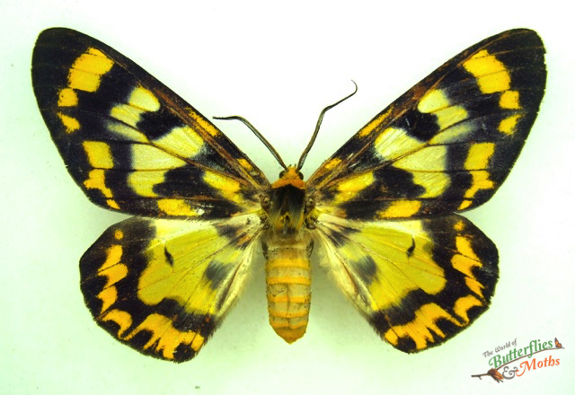 Dysphania numana Ambon SERAM - World of Butterflies and Moths