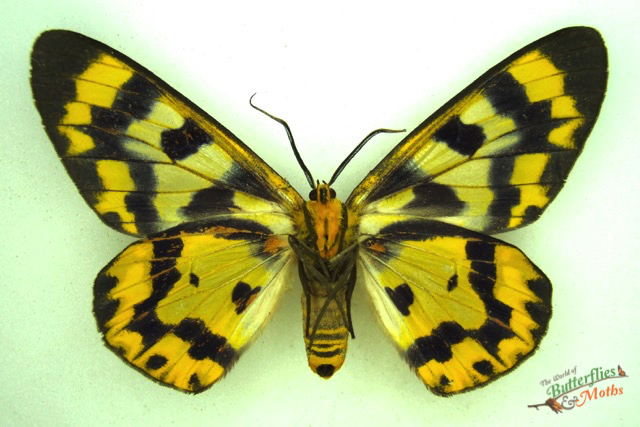 Dysphania numana Ambon SERAM - World of Butterflies and Moths