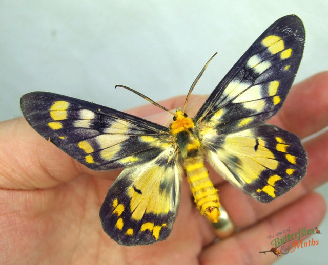 Dysphania numana Ambon SERAM - World of Butterflies and Moths