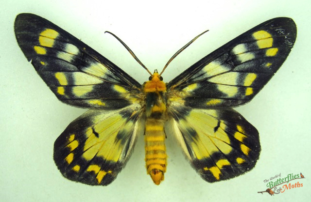 Dysphania numana Ambon SERAM - World of Butterflies and Moths