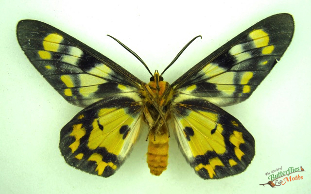 Dysphania numana Ambon SERAM - World of Butterflies and Moths