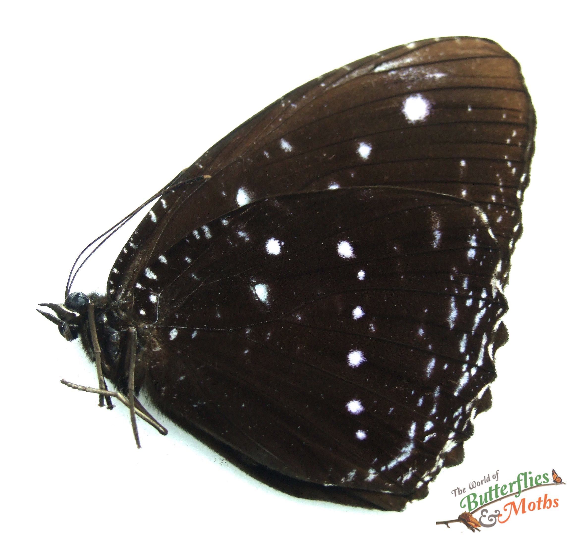 Elymnias vitellia Ambon SERAM - World of Butterflies and Moths