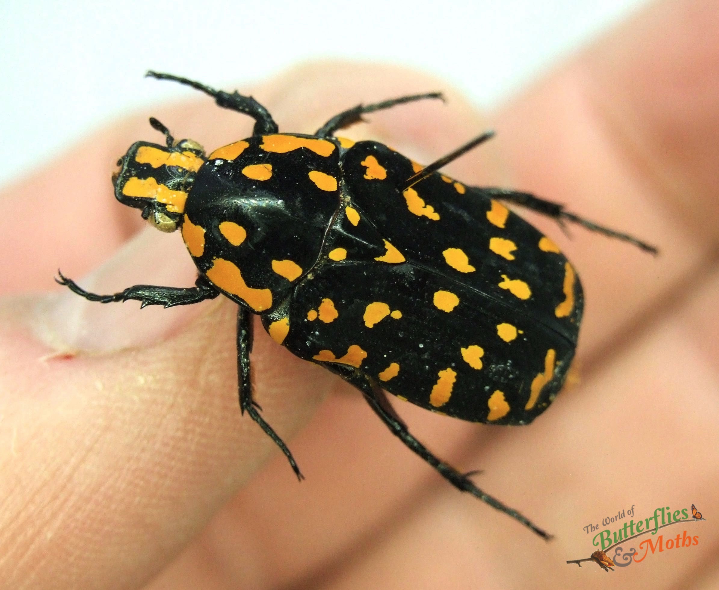 Euchroea vadoni MADAGASCAR - World of Butterflies and Moths