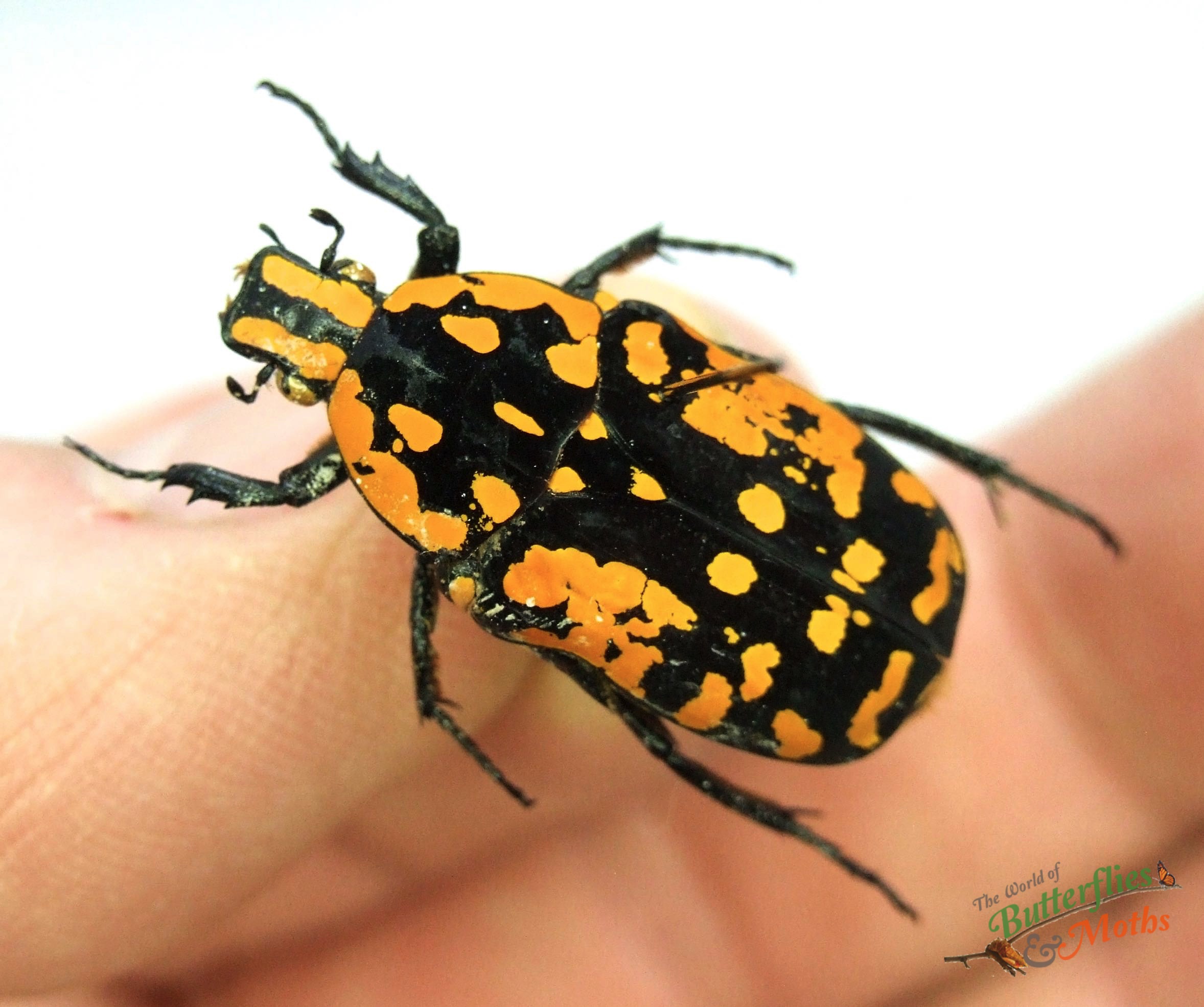 Euchroea vadoni MADAGASCAR - World of Butterflies and Moths