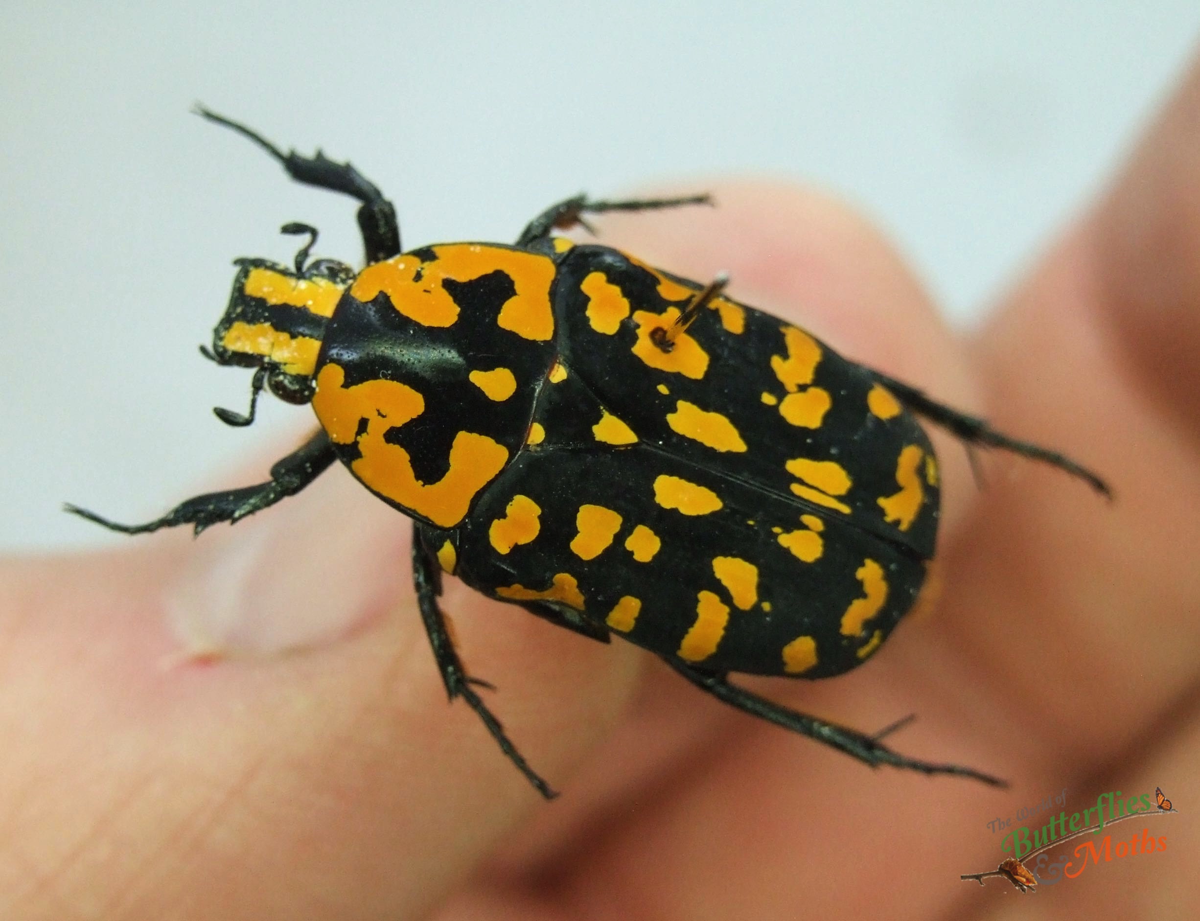 Euchroea vadoni MADAGASCAR - World of Butterflies and Moths