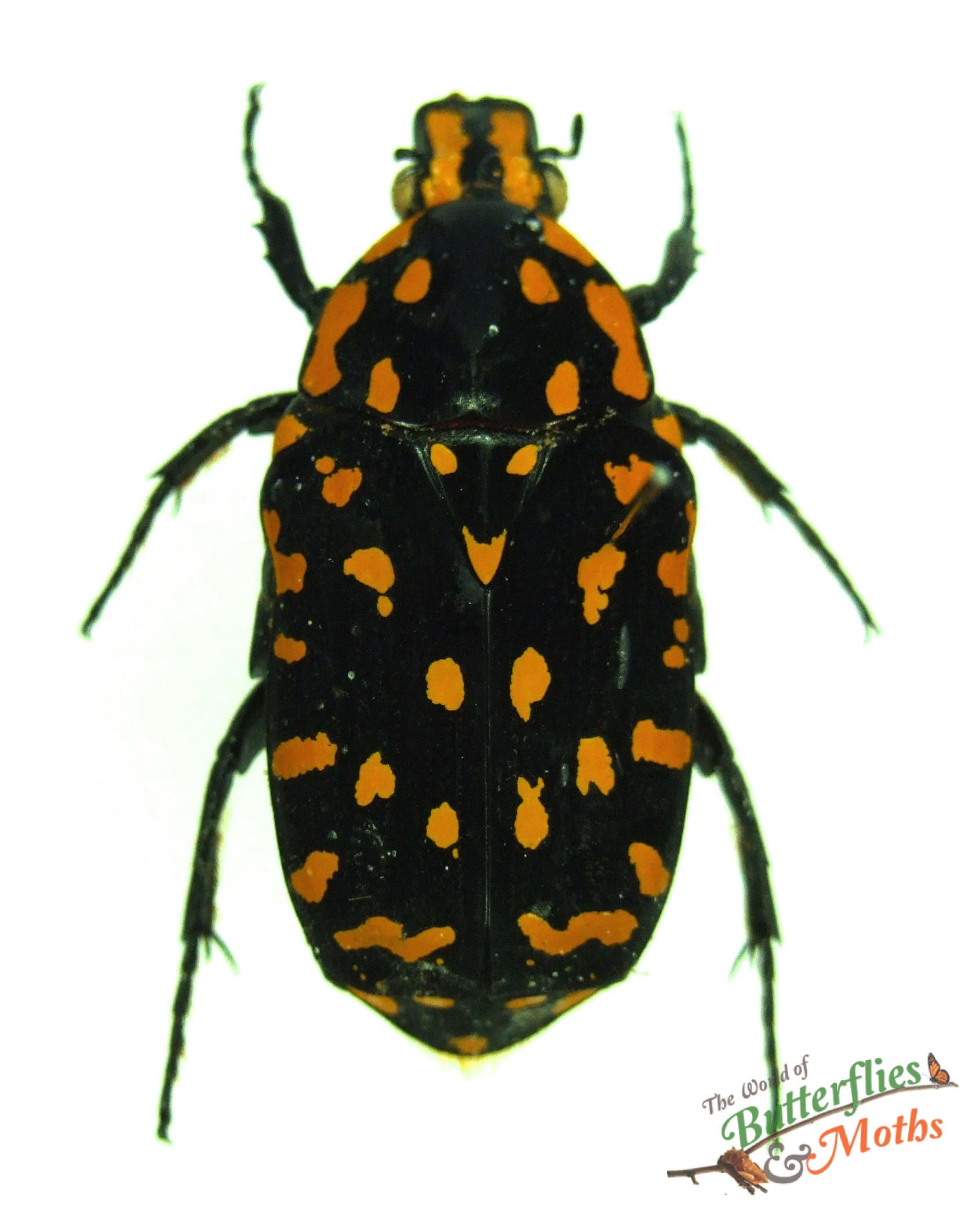 Euchroea vadoni MADAGASCAR - World of Butterflies and Moths