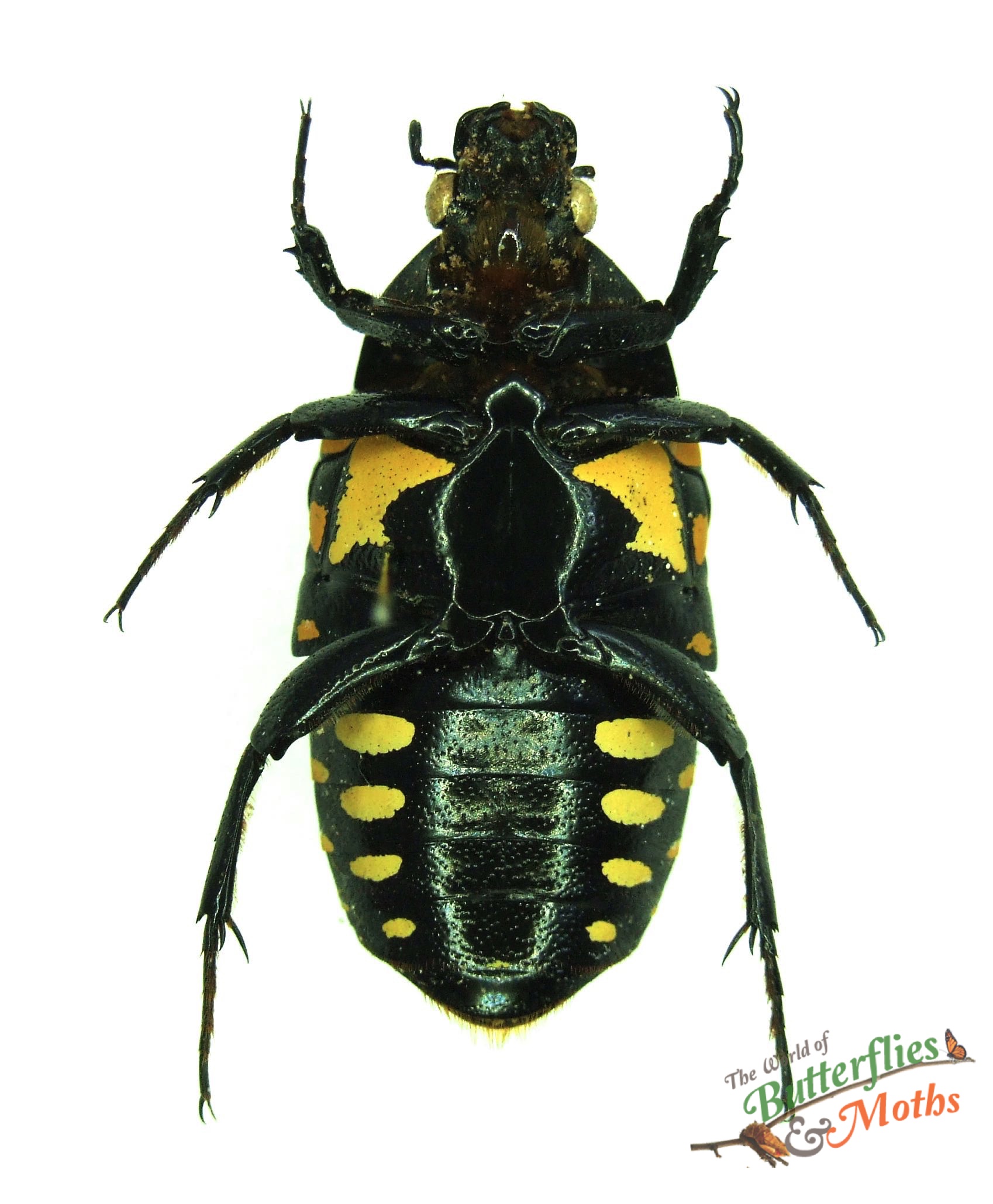 Euchroea vadoni MADAGASCAR - World of Butterflies and Moths