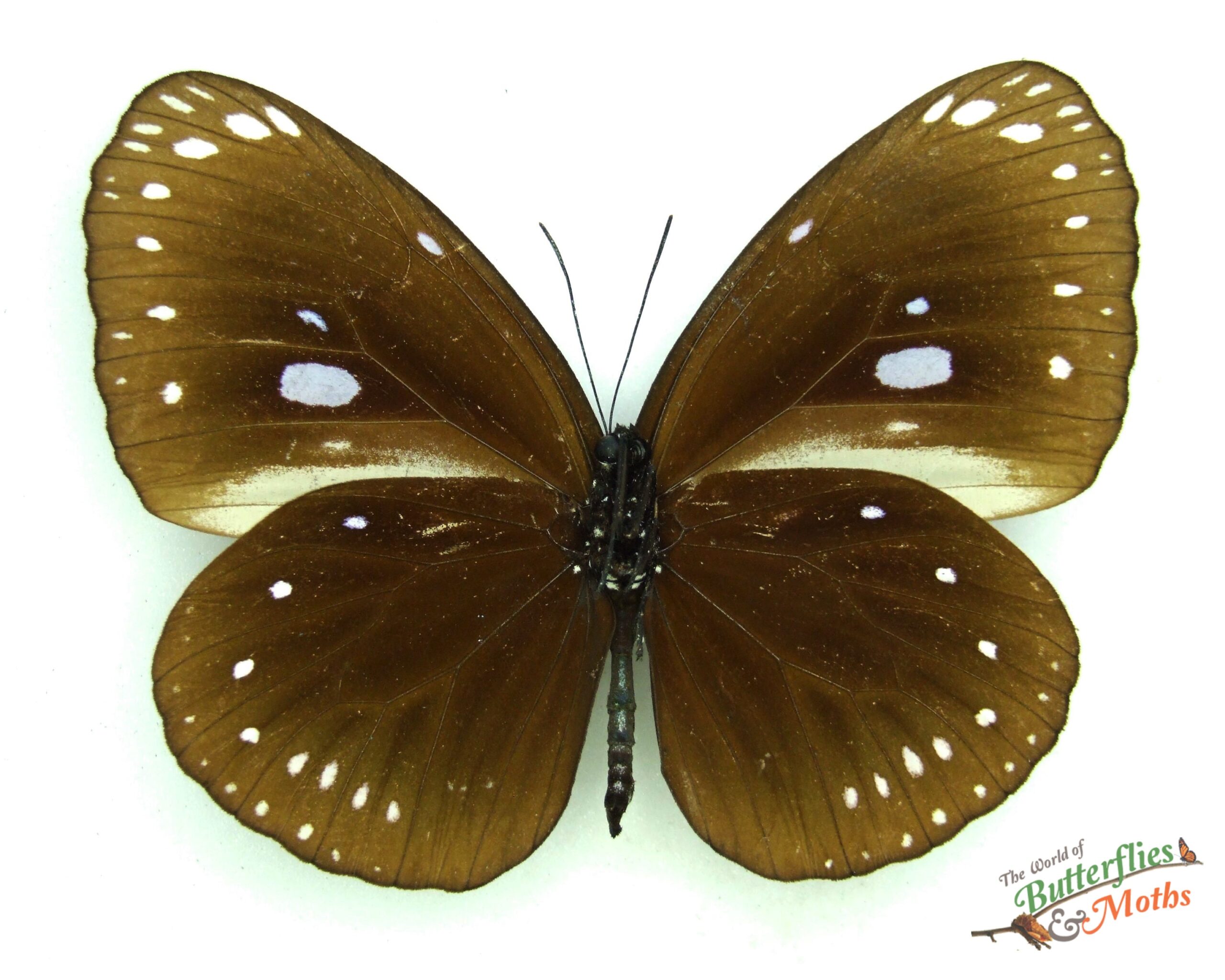 Euploea alcathoe Ambon SERAM - World of Butterflies and Moths