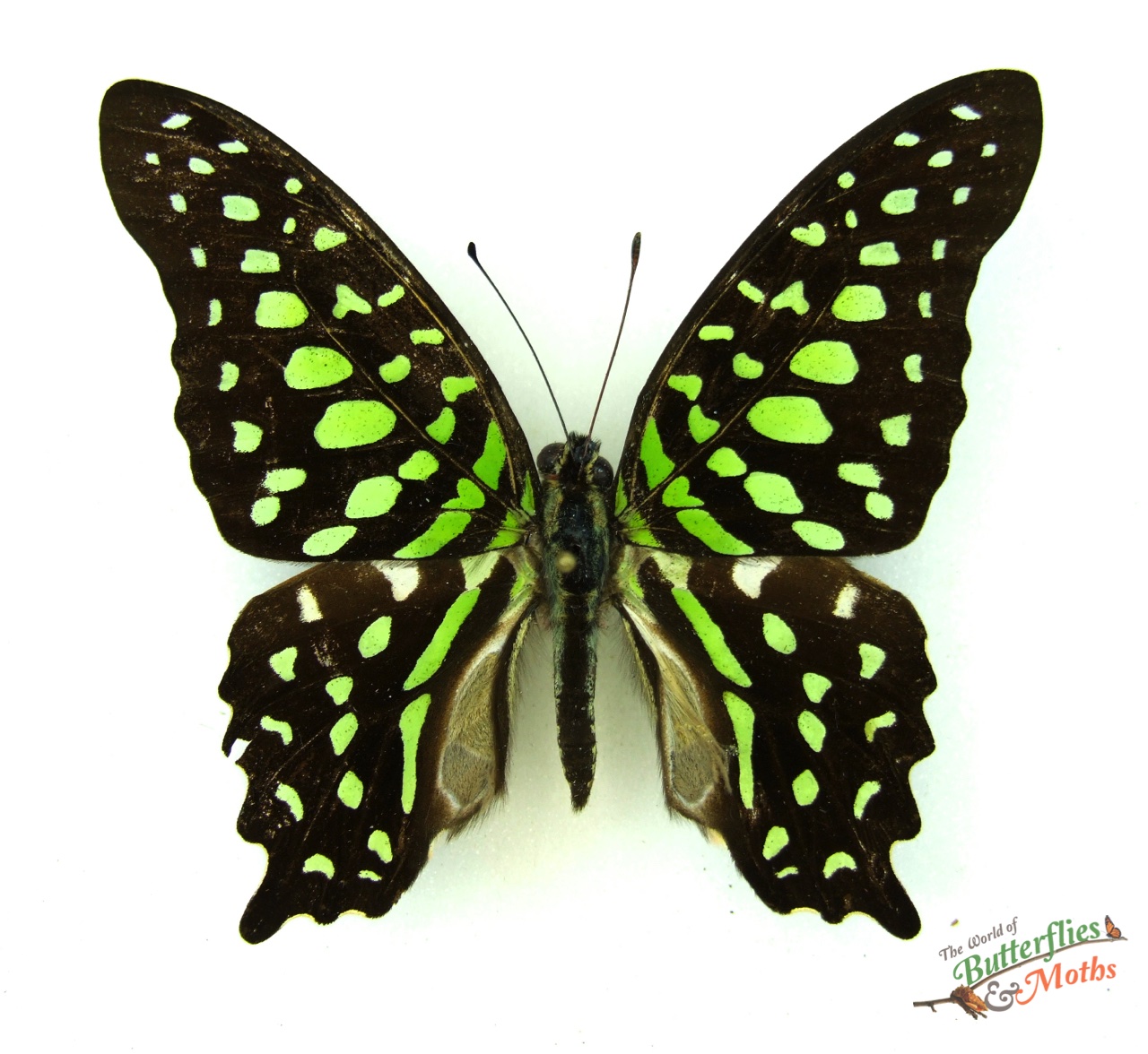 Graphium agamemnon PHILIPPINES - World of Butterflies and Moths
