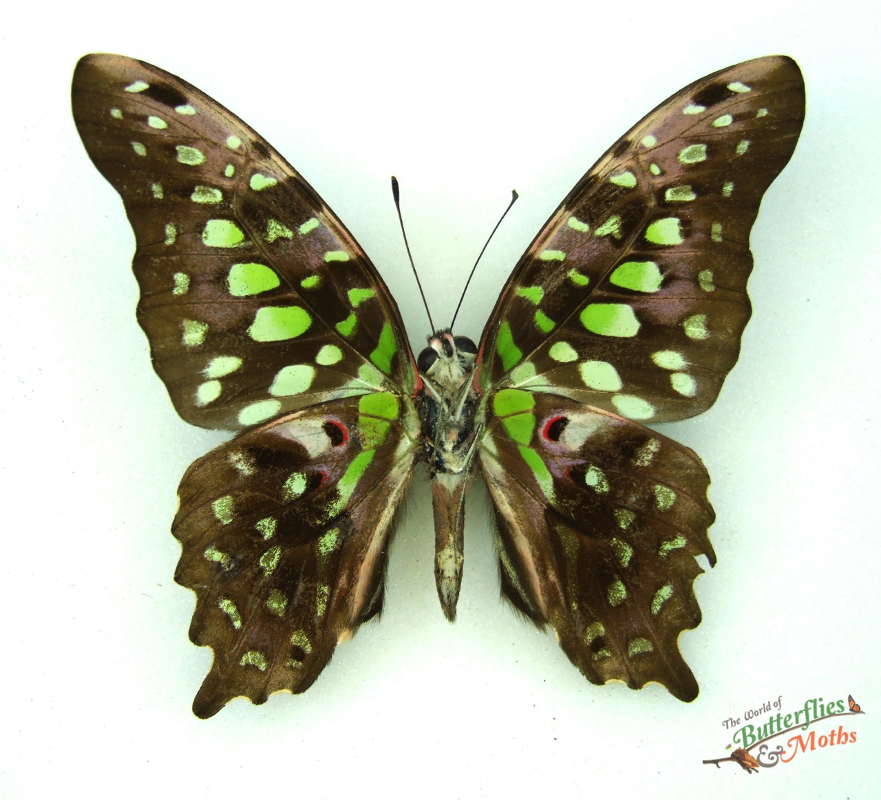 Graphium agamemnon INDONESIA - World of Butterflies and Moths