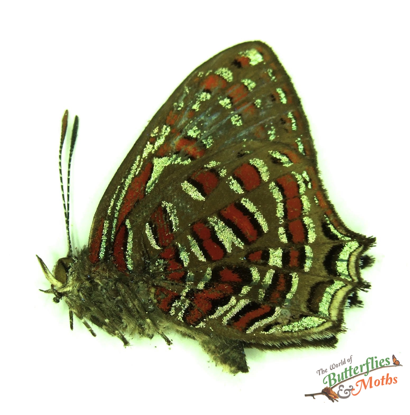 Hypochrysops polycletus AMBON - World of Butterflies and Moths