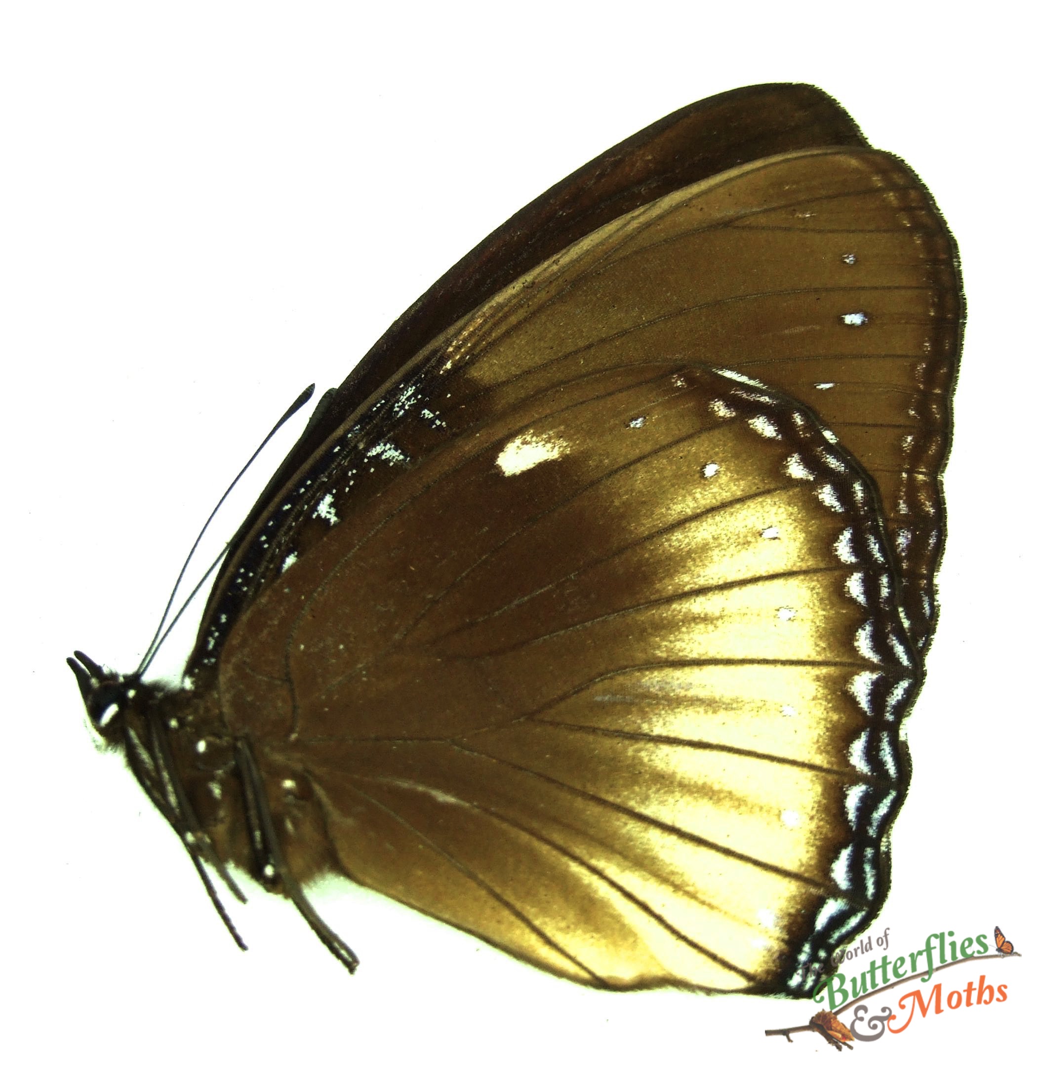 Hypolimnas antilope antilope Ambon SERAM - World of Butterflies and Moths