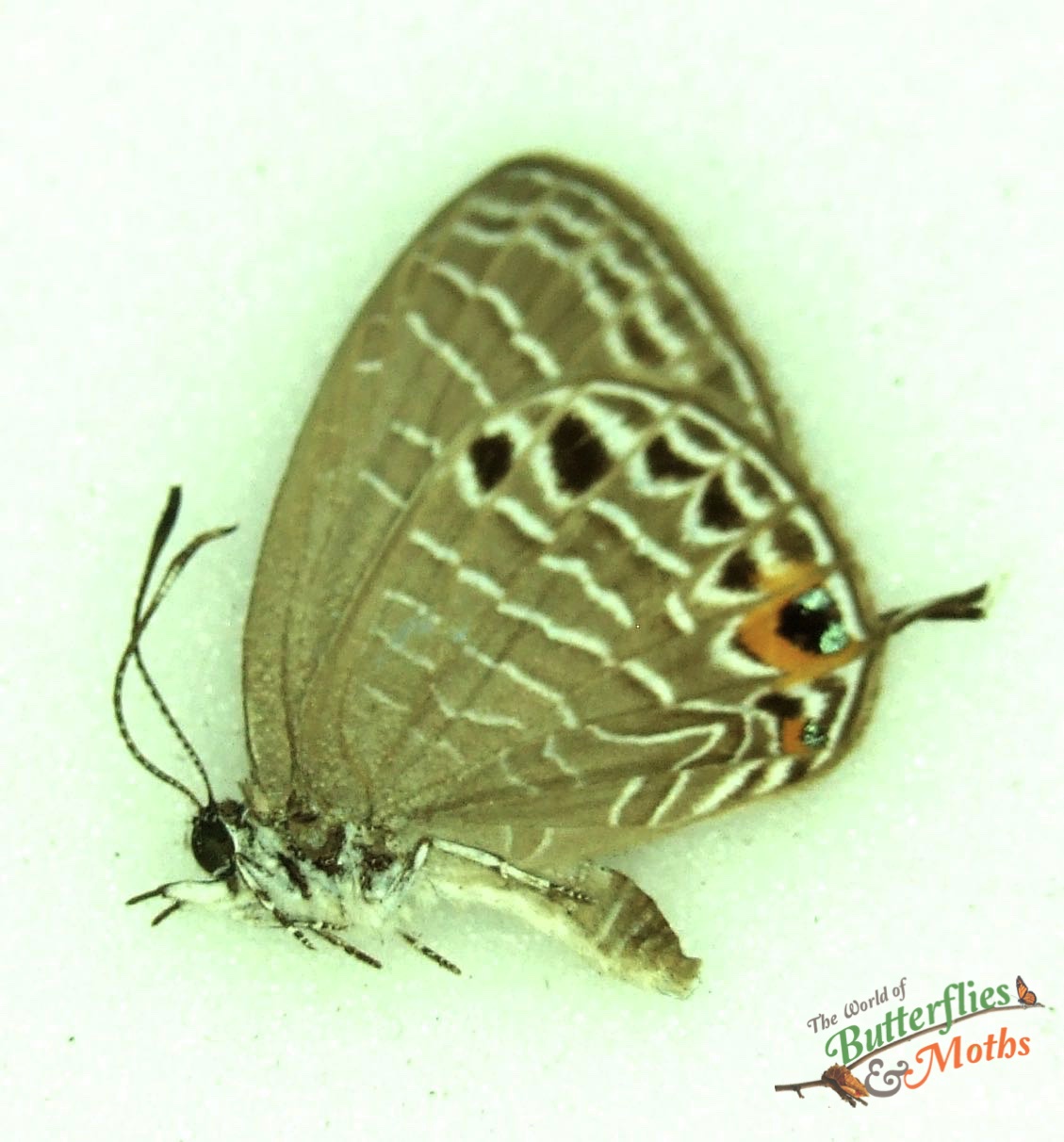 Jamides aratus batjanensis BACHAN - World of Butterflies and Moths