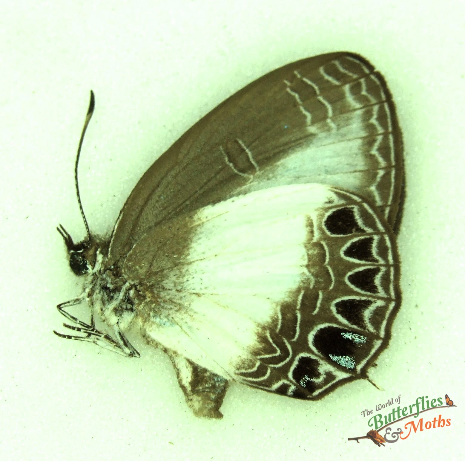 Jamides euchylas Ambon SERAM - World of Butterflies and Moths