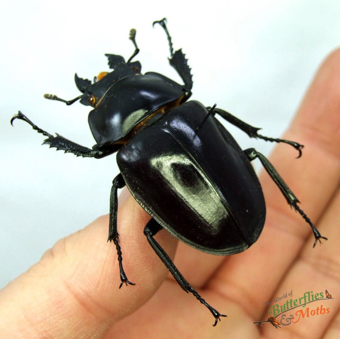 Neolucanus maximus THAILAND - World of Butterflies and Moths