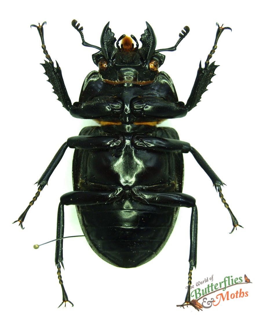 Neolucanus maximus THAILAND - World of Butterflies and Moths