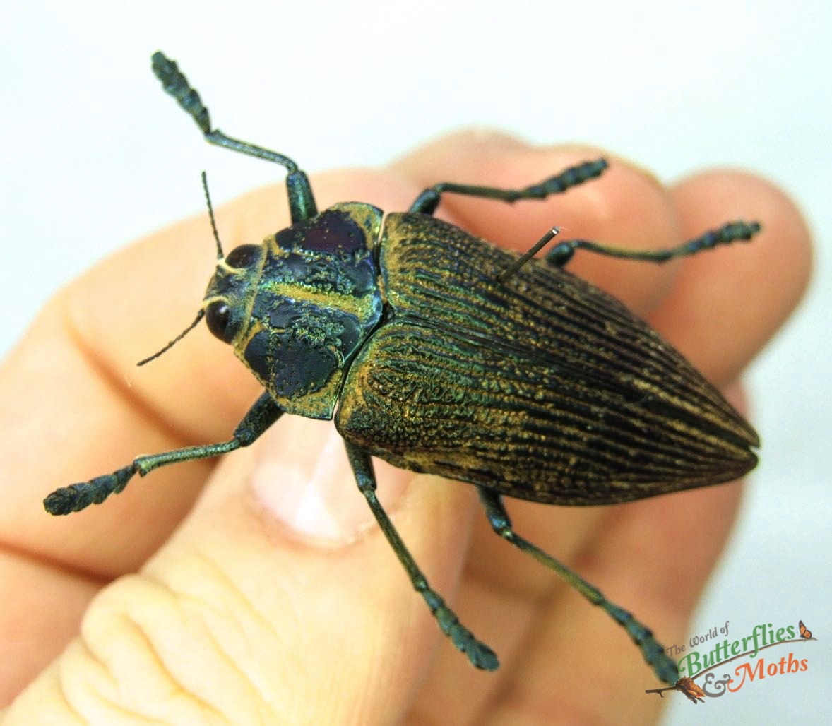 Polybothris geayi MADAGASCAR - World of Butterflies and Moths