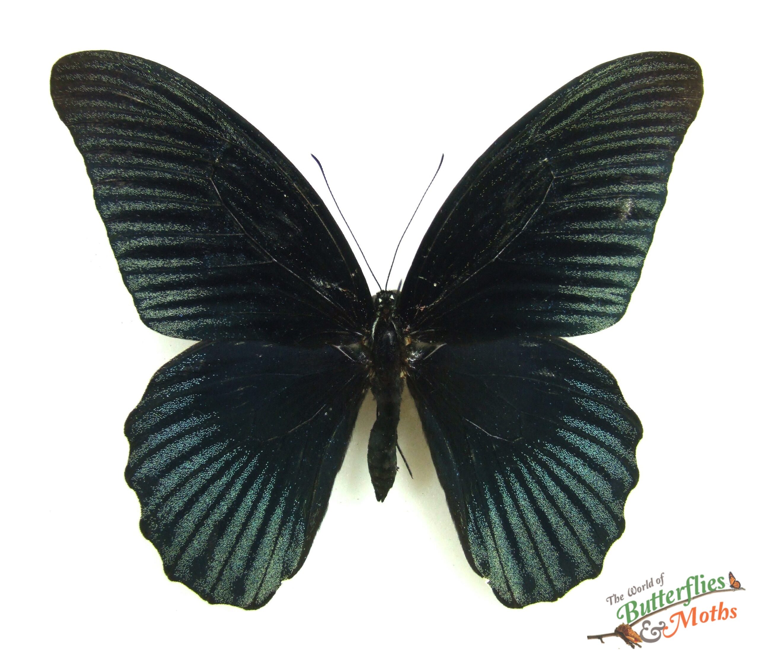 Papilio memnon JAVA Male - World of Butterflies and Moths