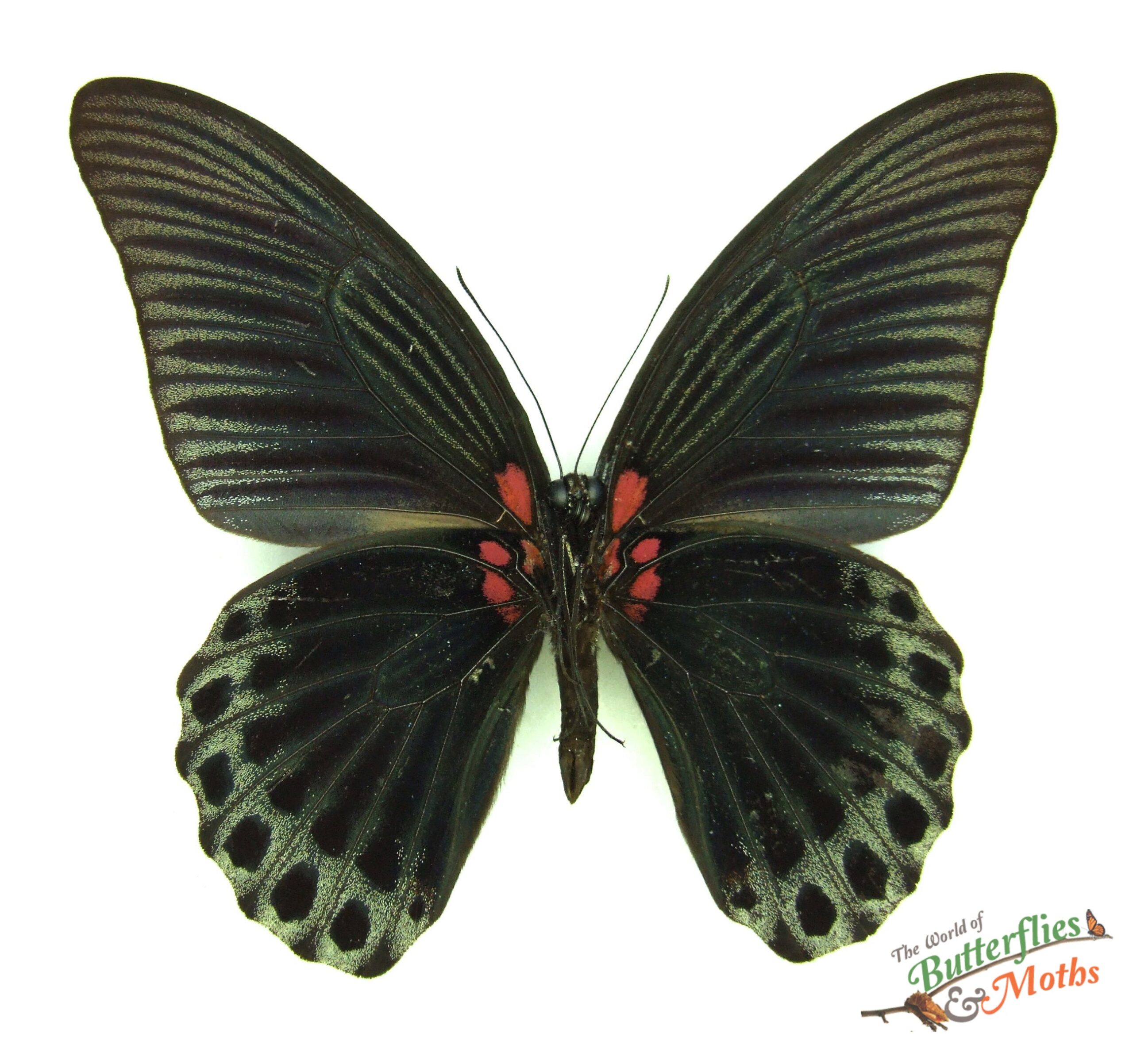 Papilio memnon JAVA Male - World of Butterflies and Moths