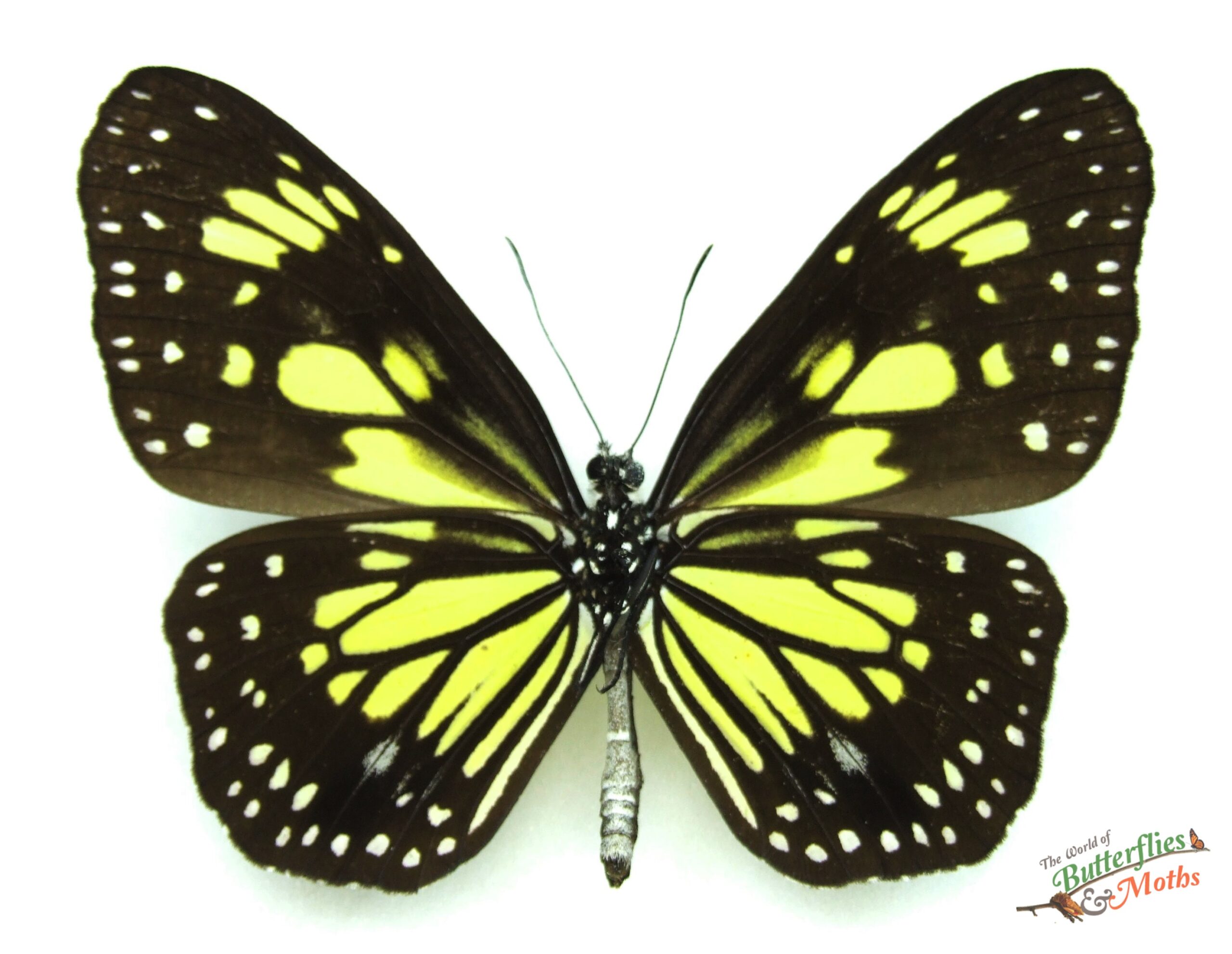 Parantica cleona INDONESIA - World of Butterflies and Moths