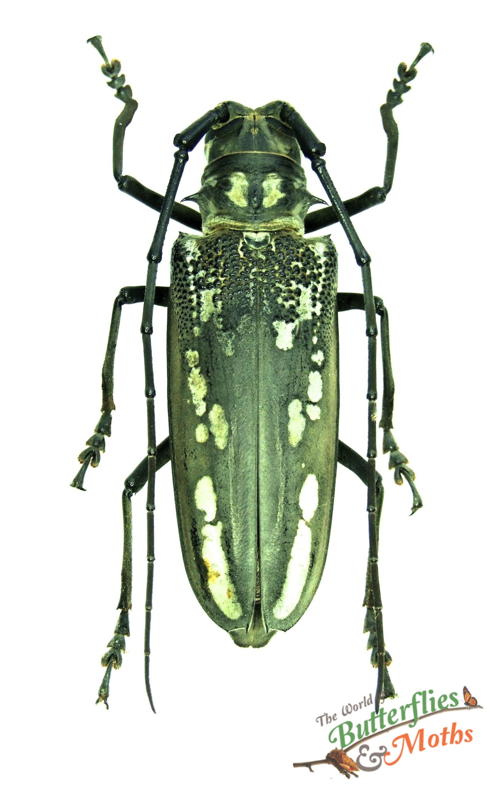 Batocera lineolata THAILAND - World of Butterflies and Moths