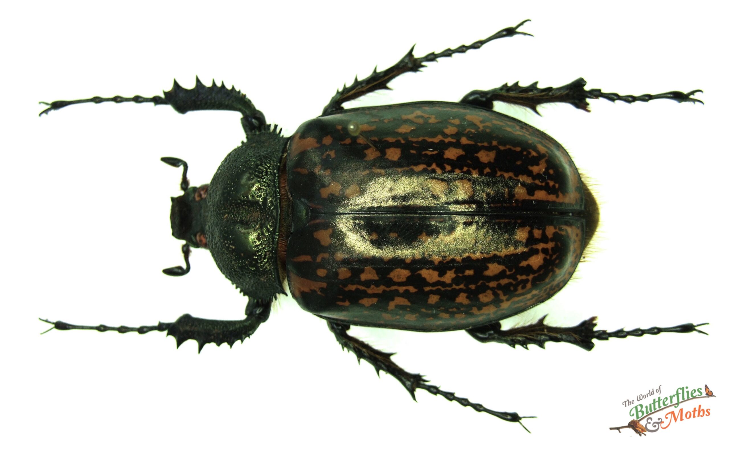 Cheirotonus gestroi THAILAND - World of Butterflies and Moths