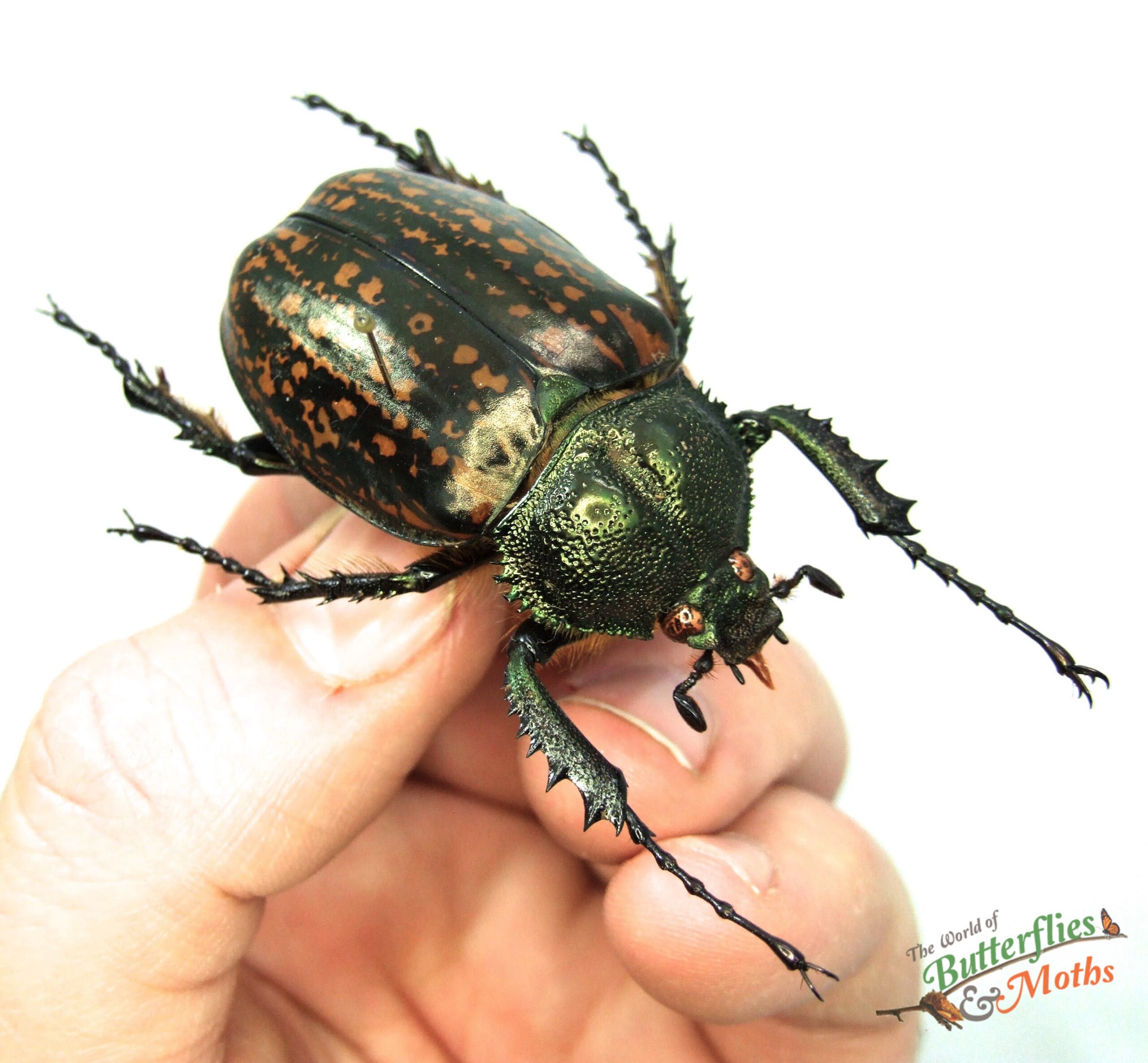 Cheirotonus gestroi THAILAND - World of Butterflies and Moths