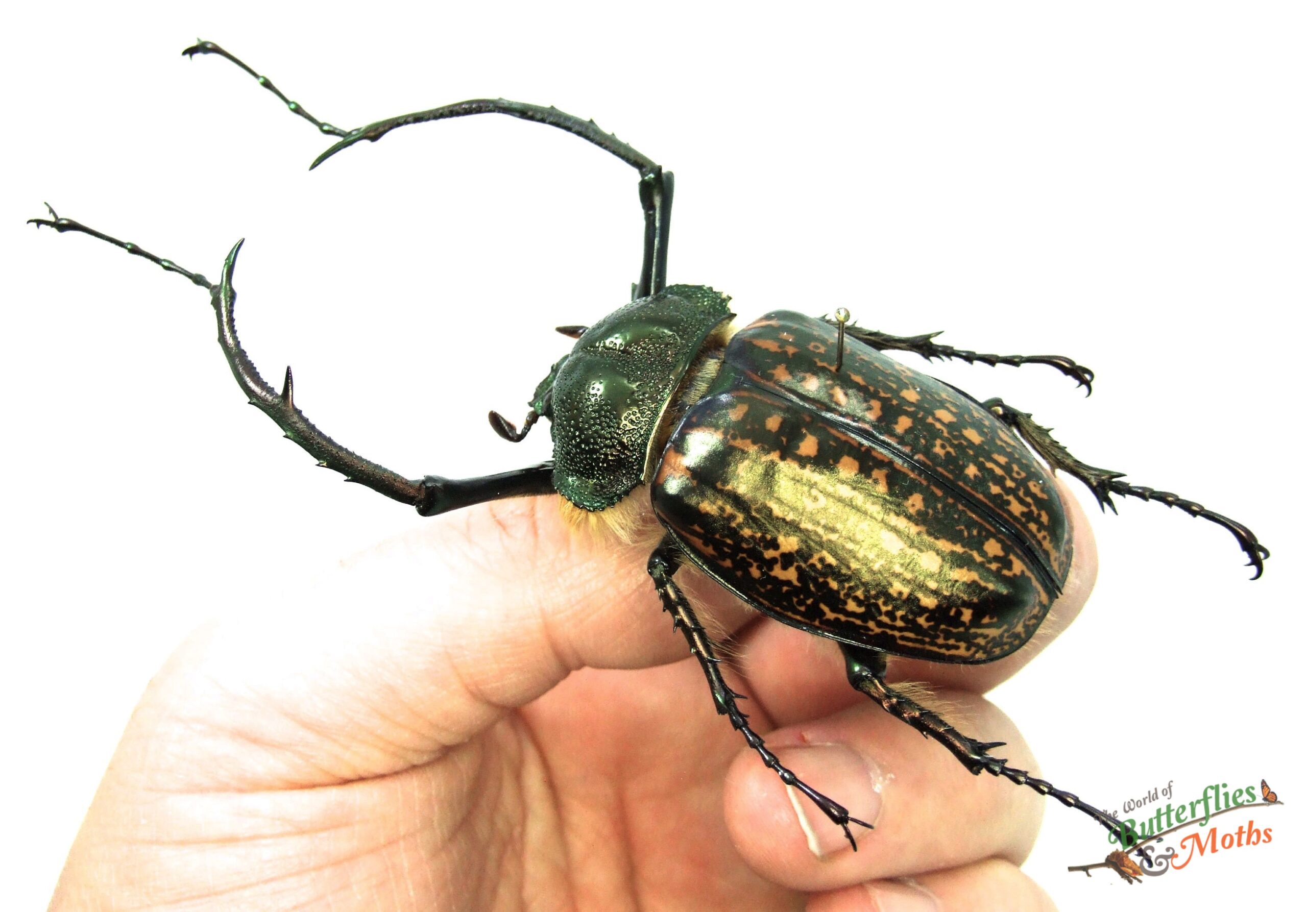 Cheirotonus gestroi THAILAND - World of Butterflies and Moths