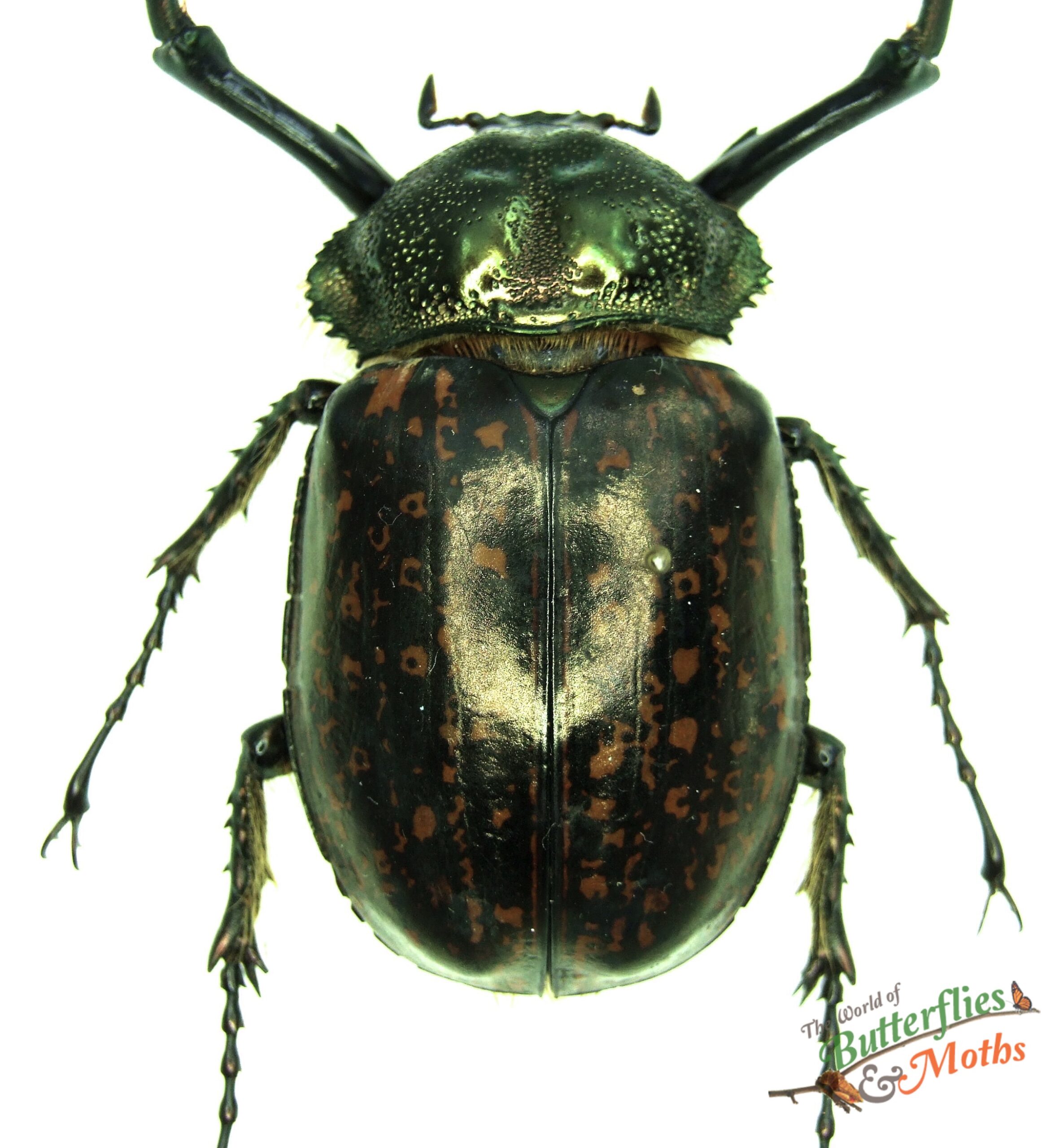 Cheirotonus gestroi THAILAND - World of Butterflies and Moths