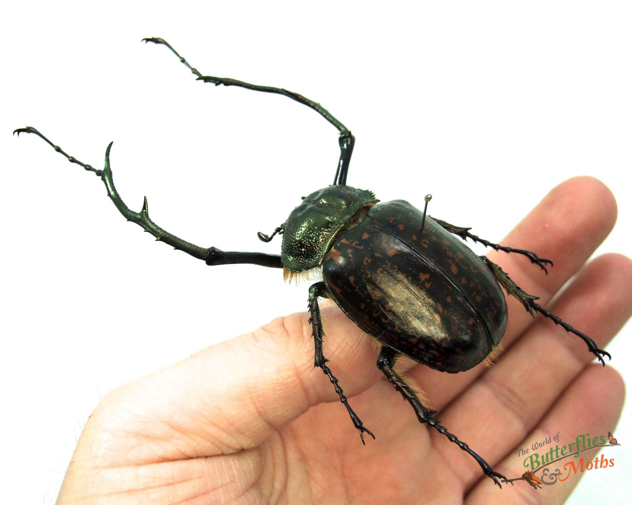 Cheirotonus gestroi THAILAND - World of Butterflies and Moths