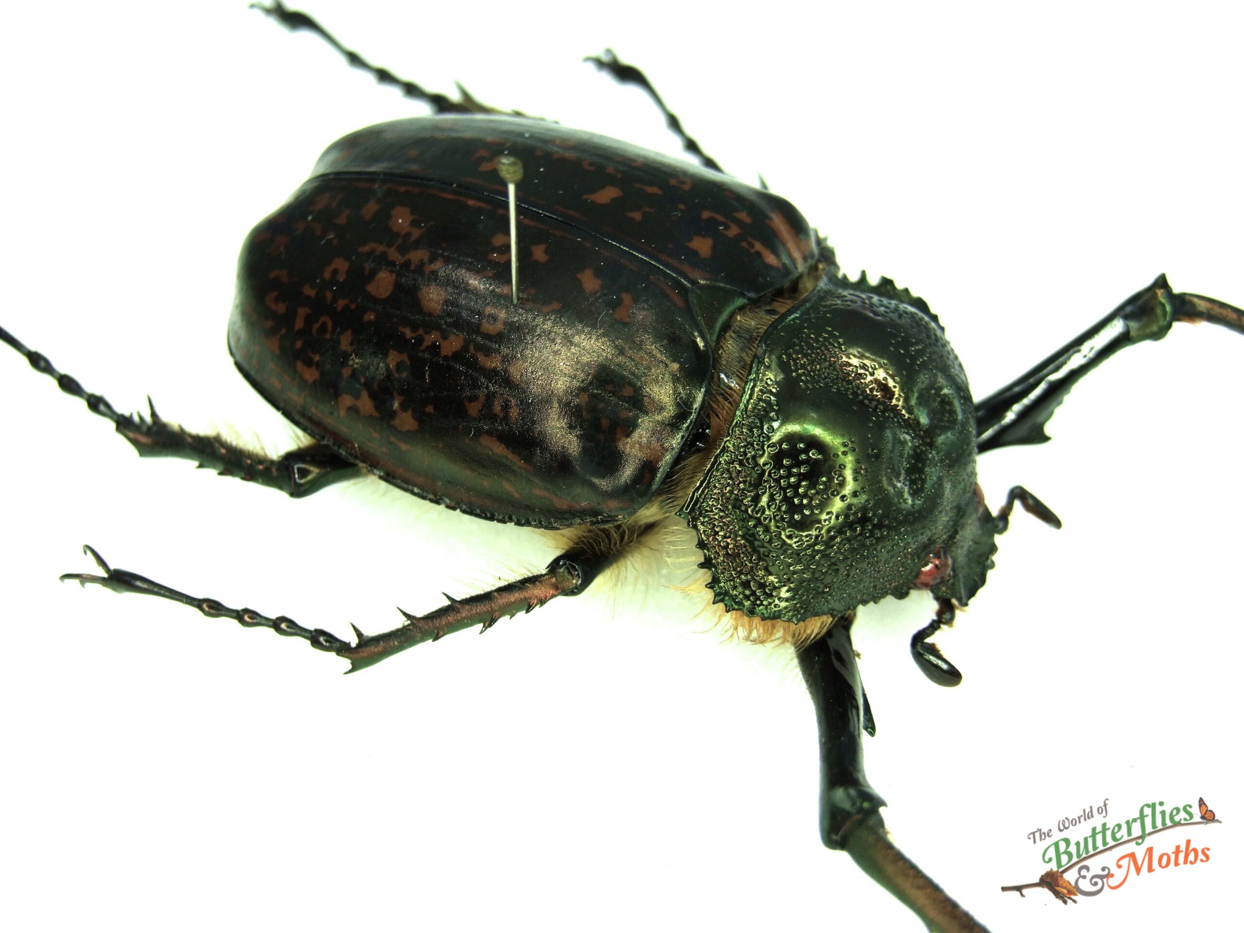 Cheirotonus gestroi THAILAND - World of Butterflies and Moths