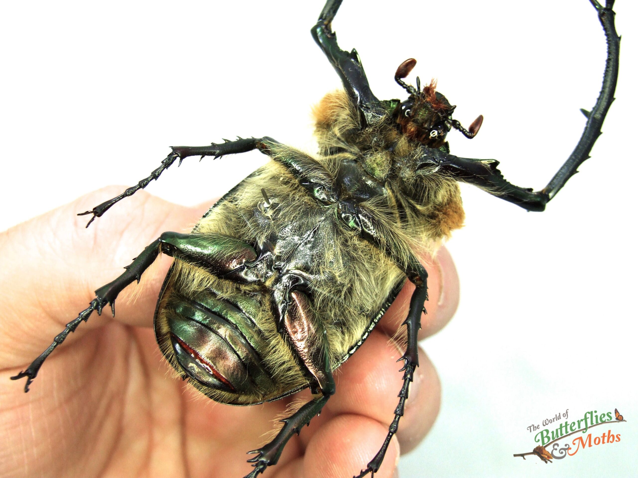 Cheirotonus gestroi THAILAND - World of Butterflies and Moths