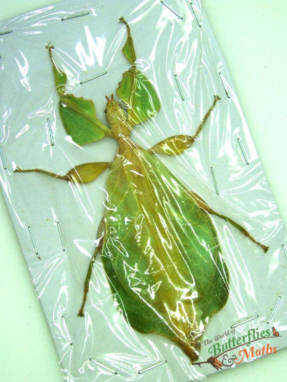 Cryptophyllium (Phyllium) westwoodi Leaf Insect THAILAND (Female ...