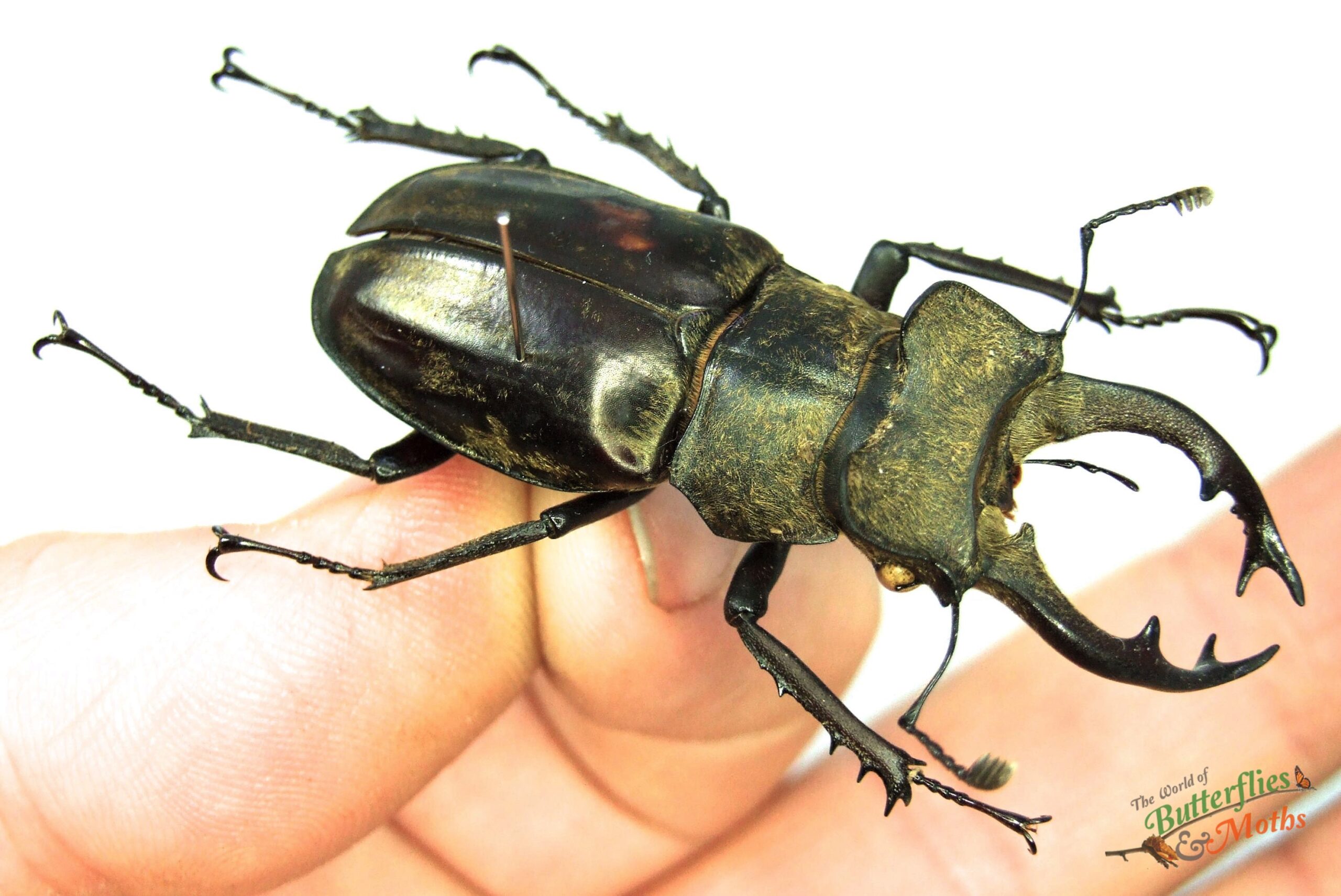 Lucanus nangsarae BURMA / MYANMAR - World of Butterflies and Moths