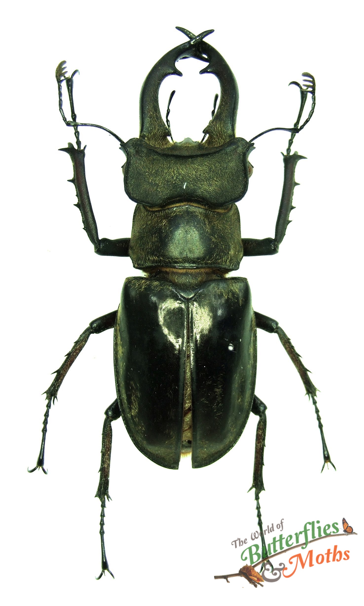 Lucanus nangsarae BURMA / MYANMAR - World of Butterflies and Moths